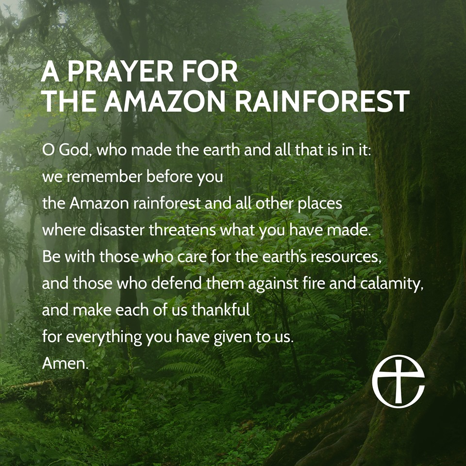 The Amazon Rainforest – Mr G's Ponderings