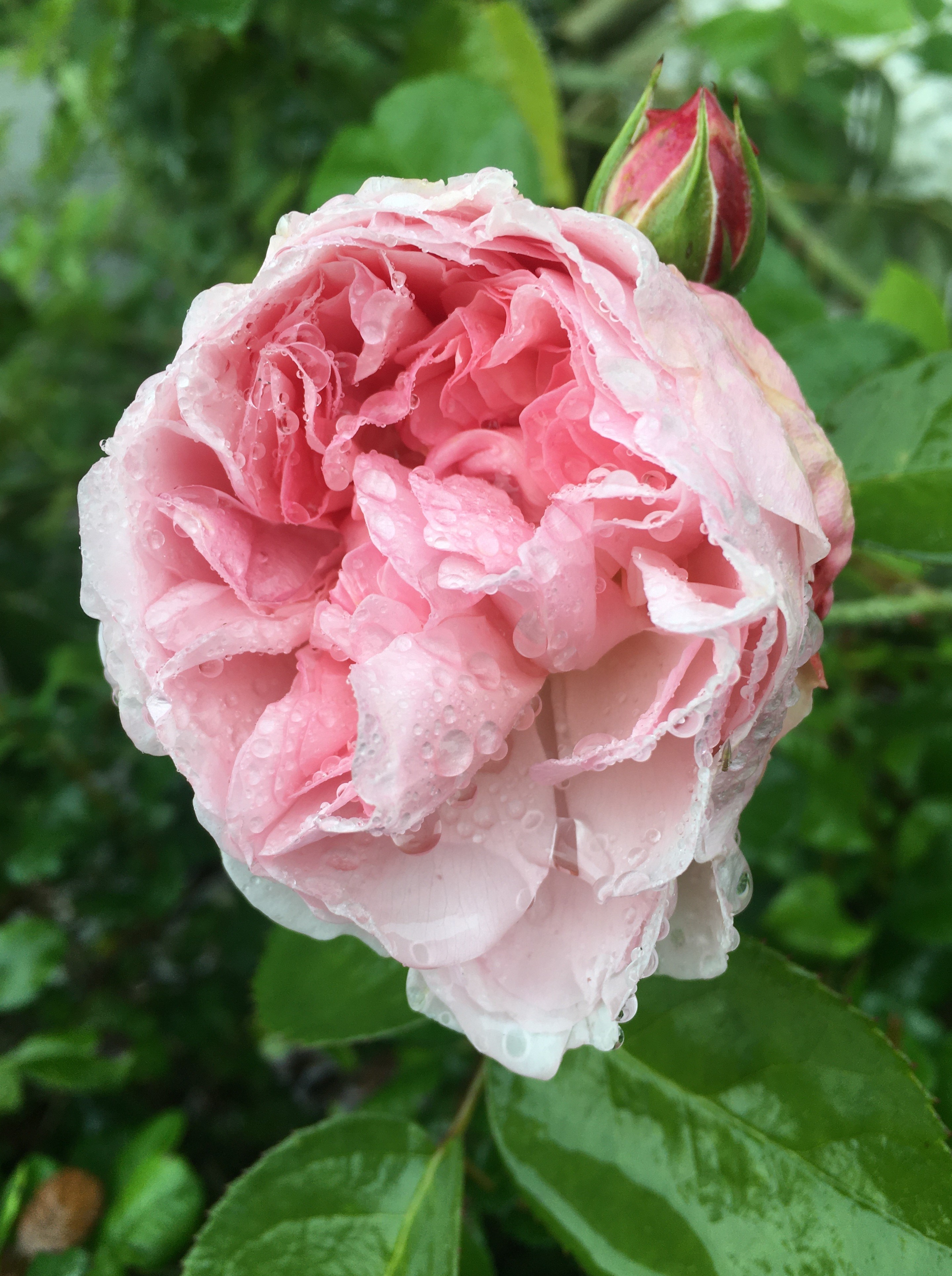 Mary’s rose – Mr G's Ponderings