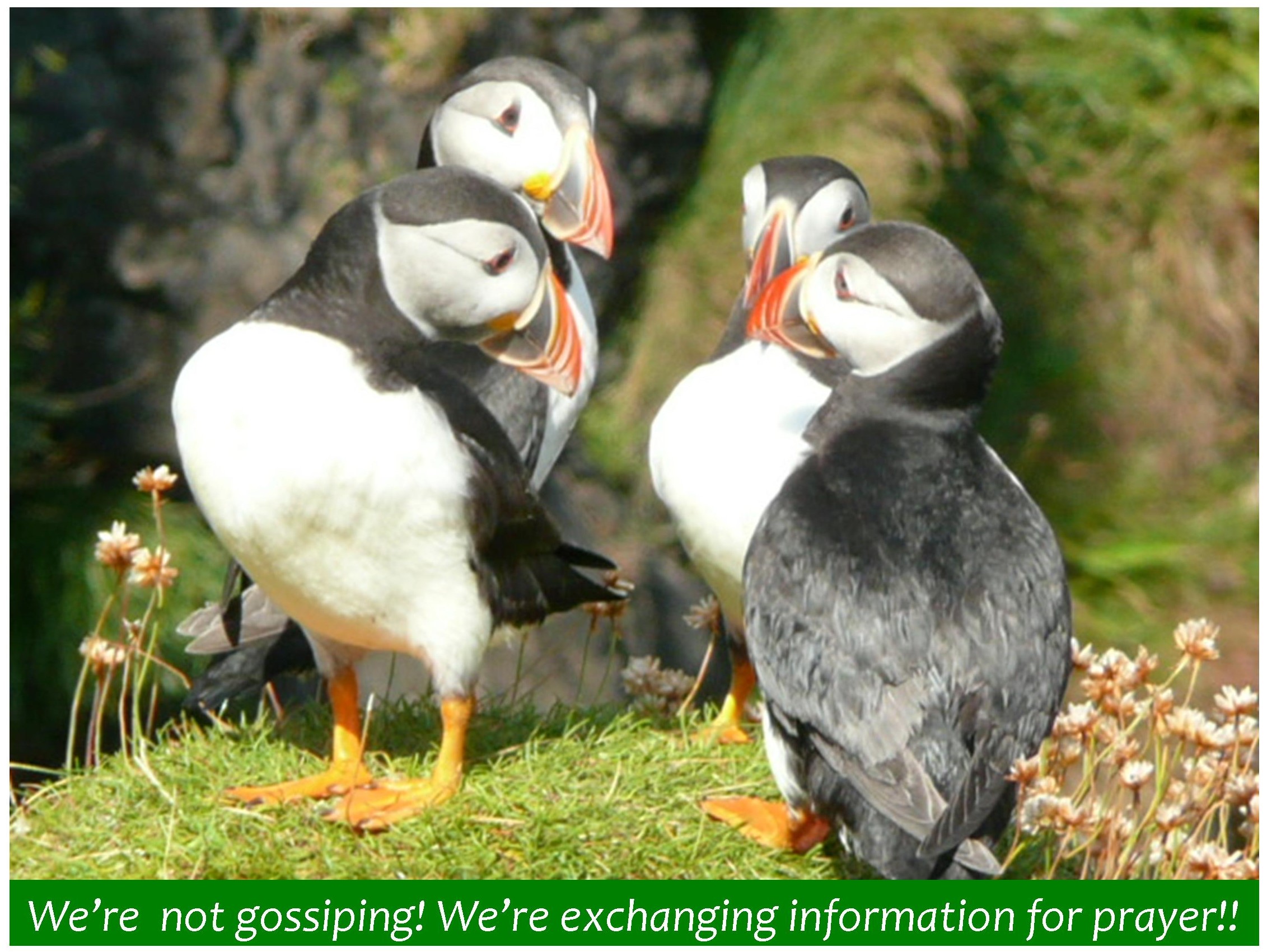 A circus of Puffins – Mr G's Ponderings