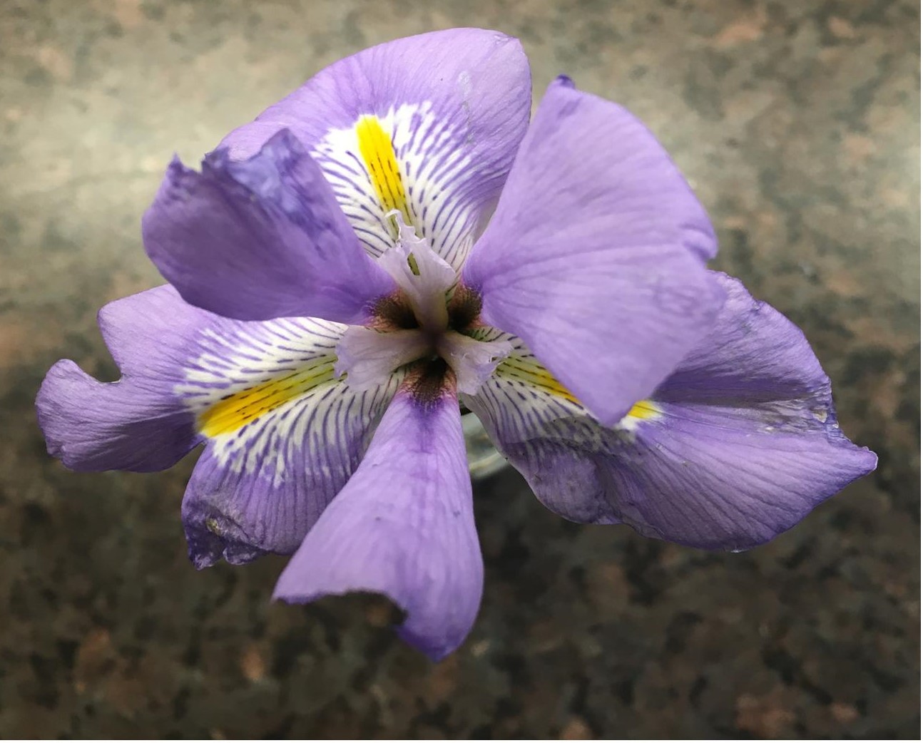 Winter Iris – Mr G's Ponderings