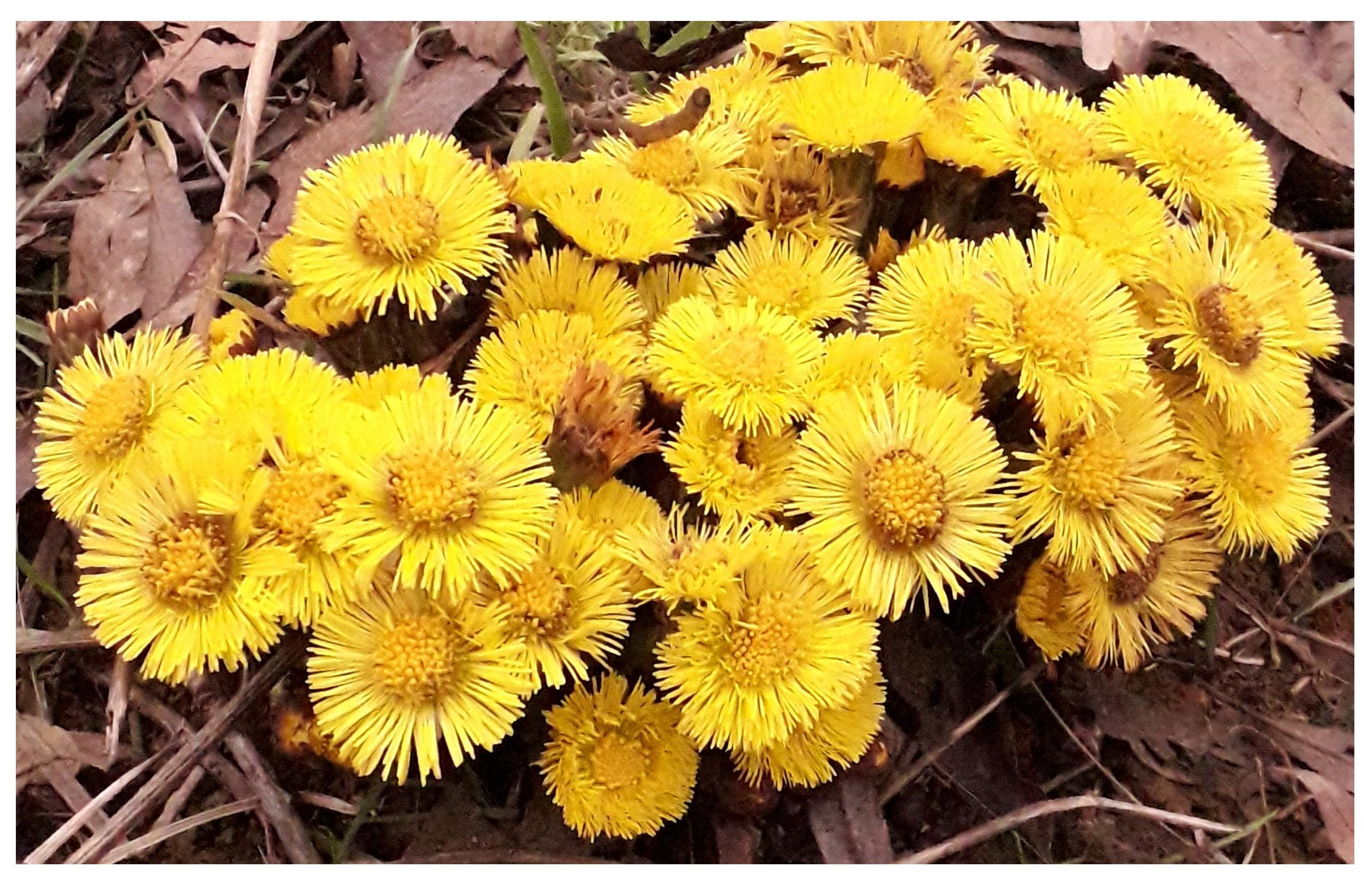 Simple Coltsfoot touching the soul – Mr G's Ponderings