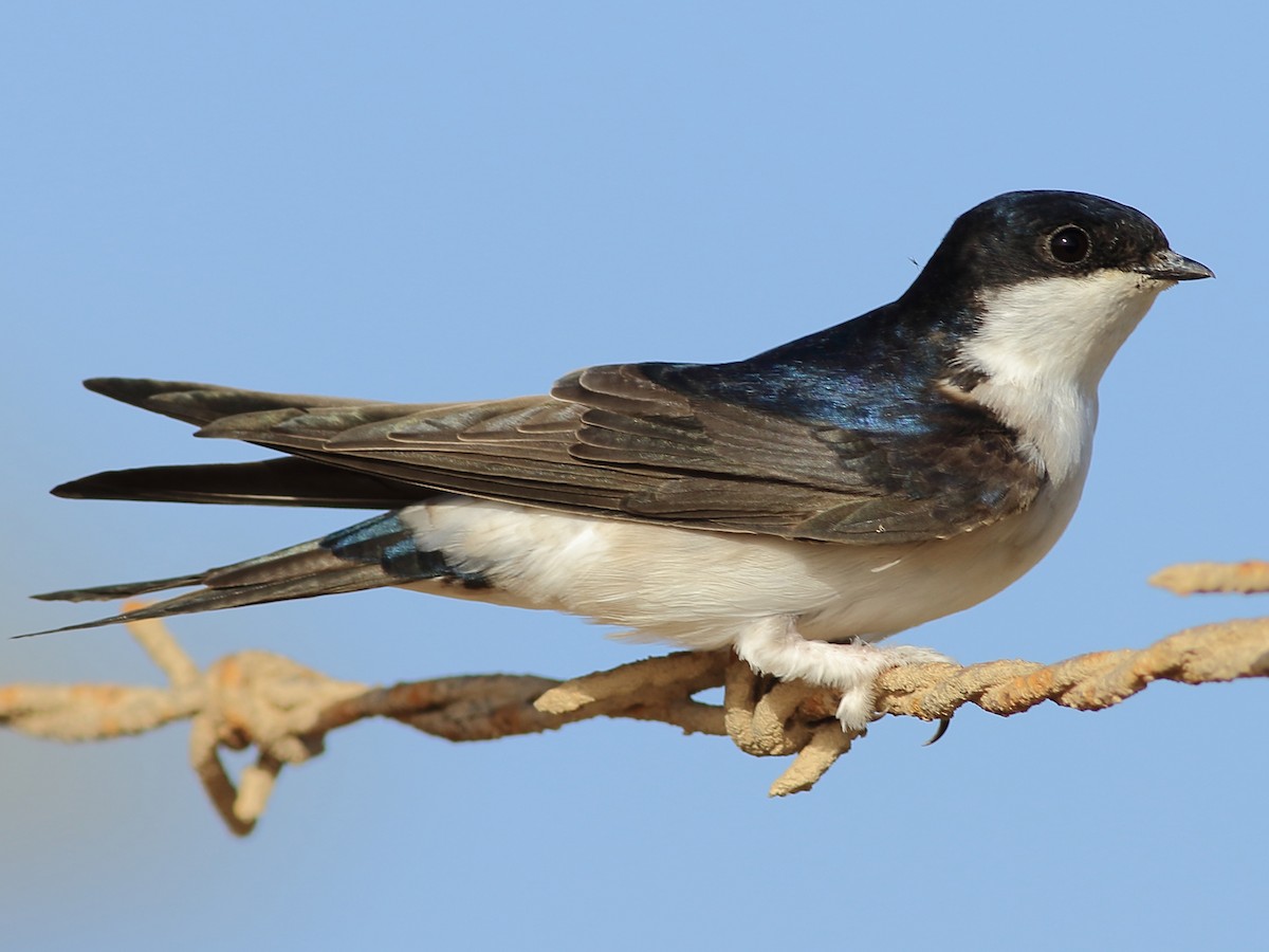 House Martin at home – Mr G's Ponderings