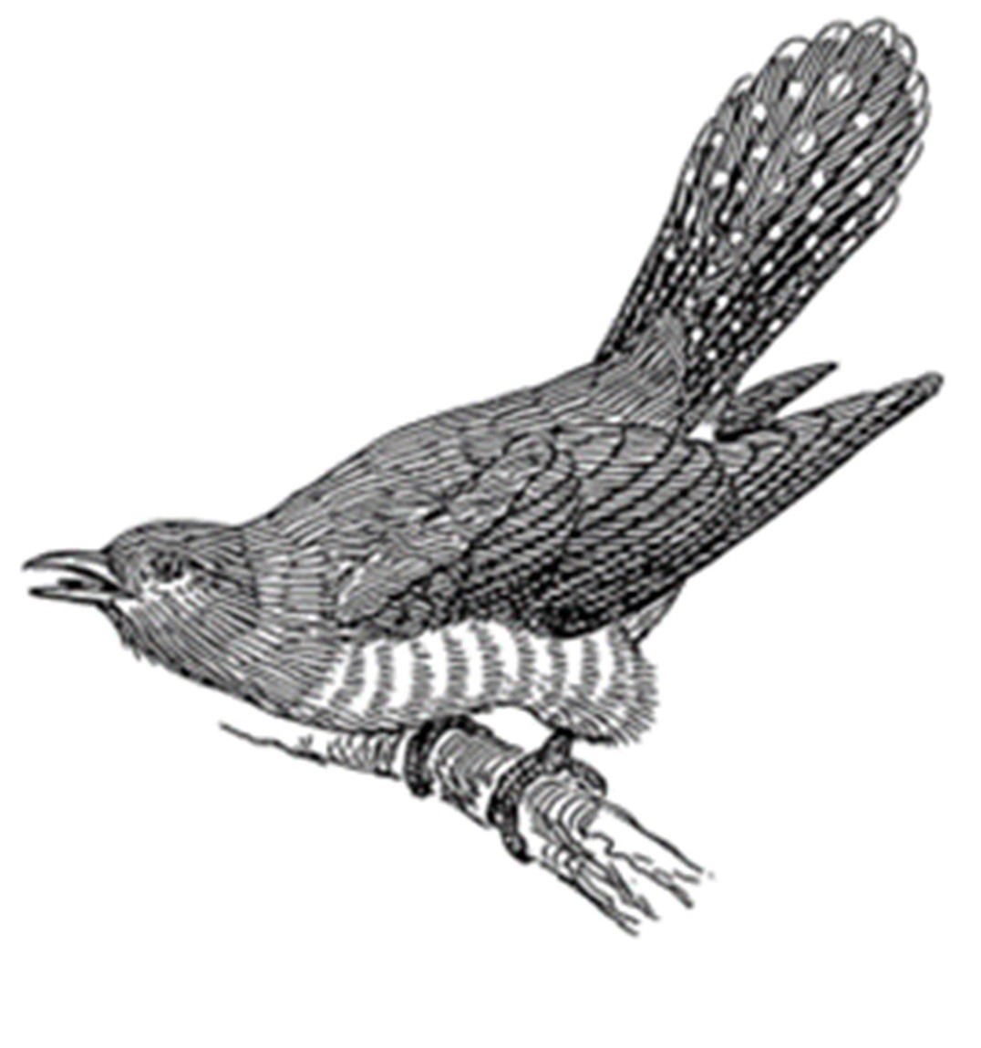 Going Cuckoo – Mr G's Ponderings