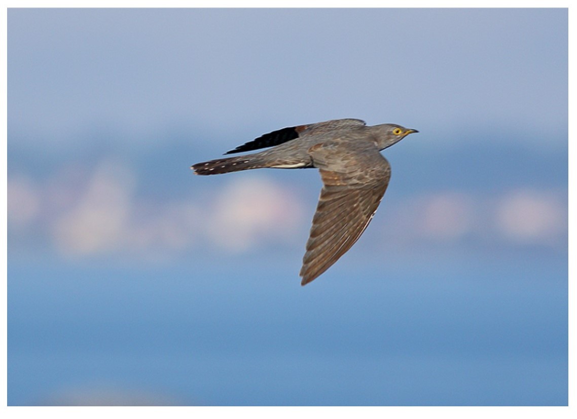 Going Cuckoo – Mr G's Ponderings