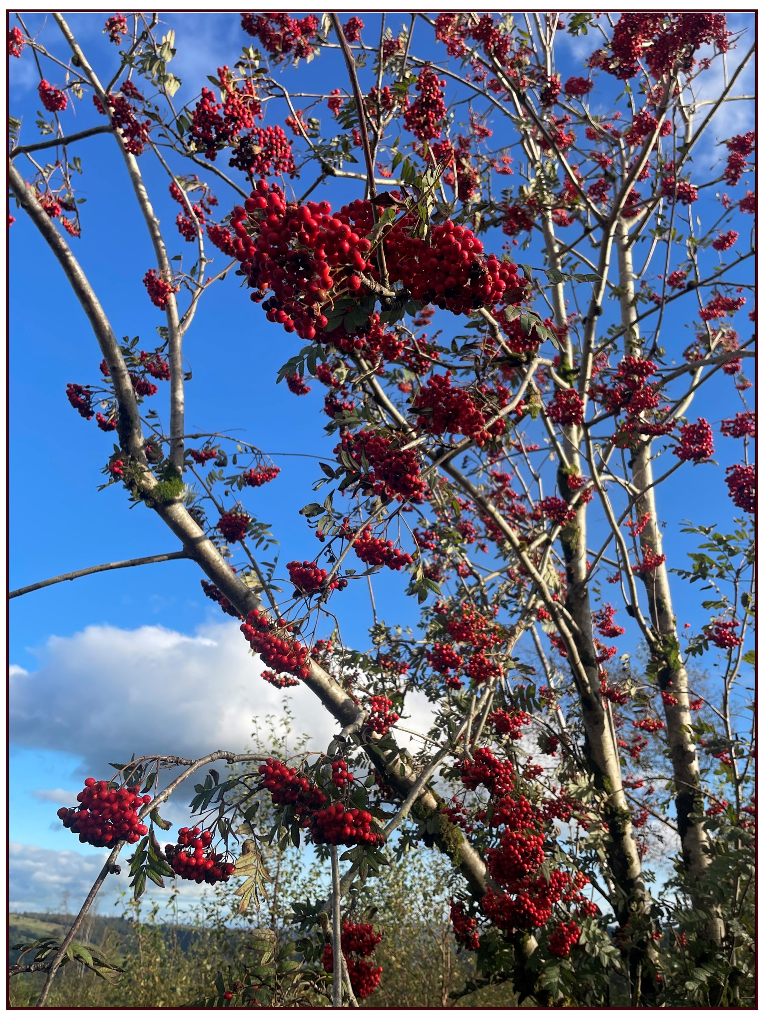 A Tree of Life – Mr G's Ponderings