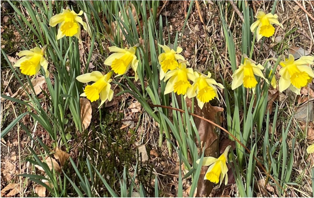 Dancing with daffodils – Mr G's Ponderings