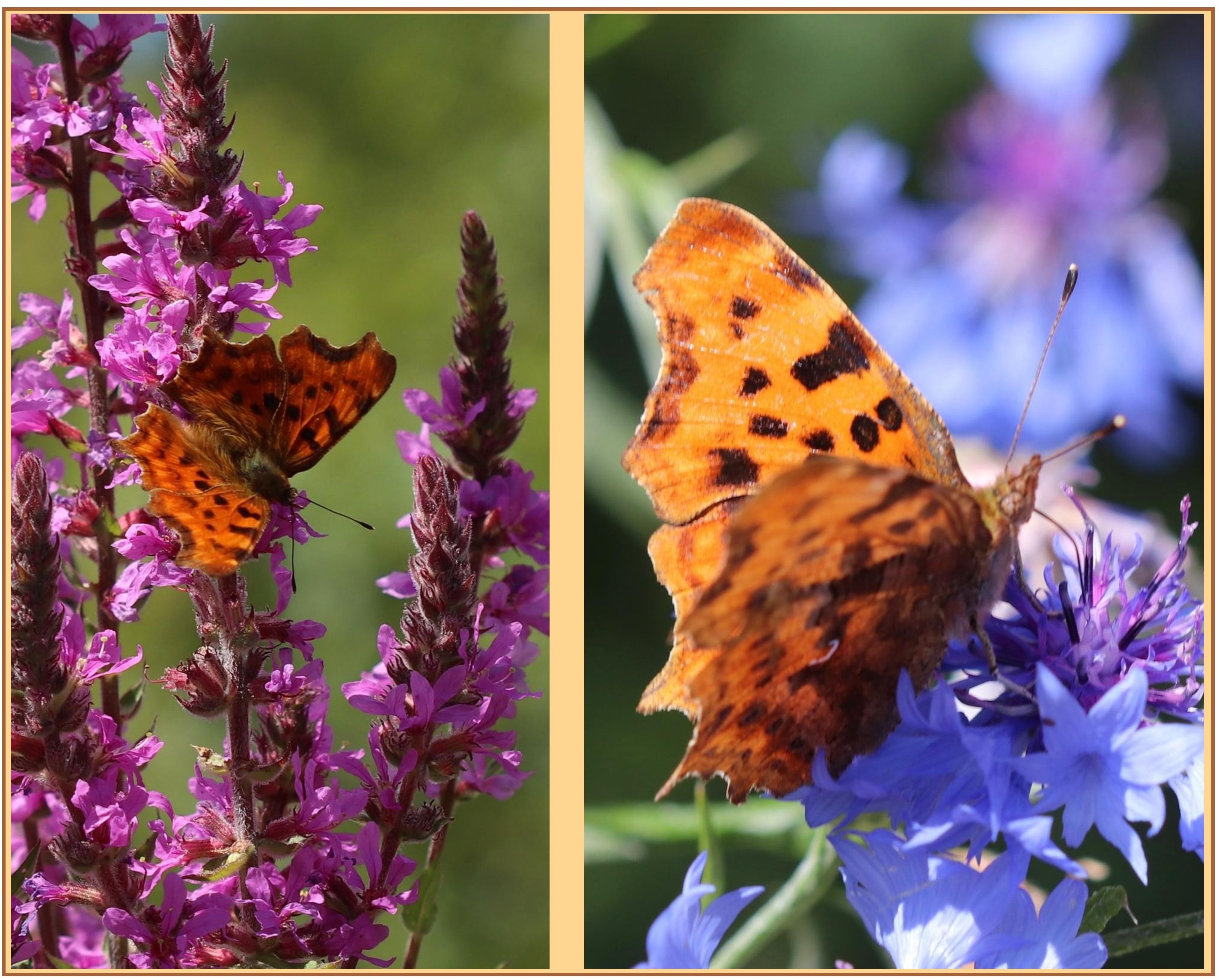 Comma – Mr G's Ponderings
